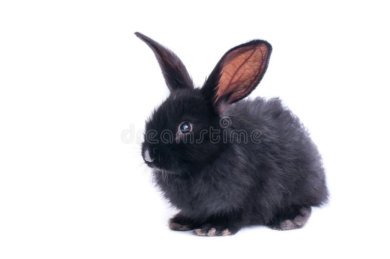 Black Rabbit in Front of White Background Stock Photo - Image of ...