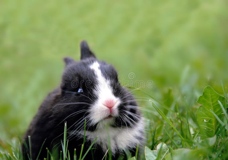 Black rabbit in grass stock image. Image of baby, outdoor - 11056367