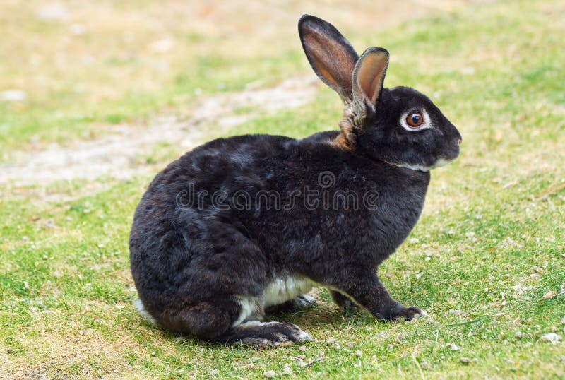 Black rabbit stock image. Image of bunny, cony, animal - 55660493