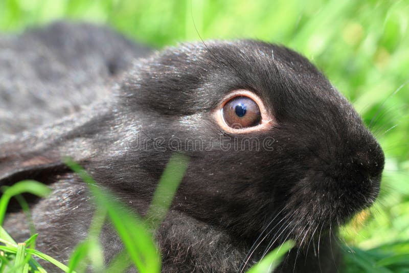 Black rabbit in grass stock image. Image of mammal, cute - 56071857