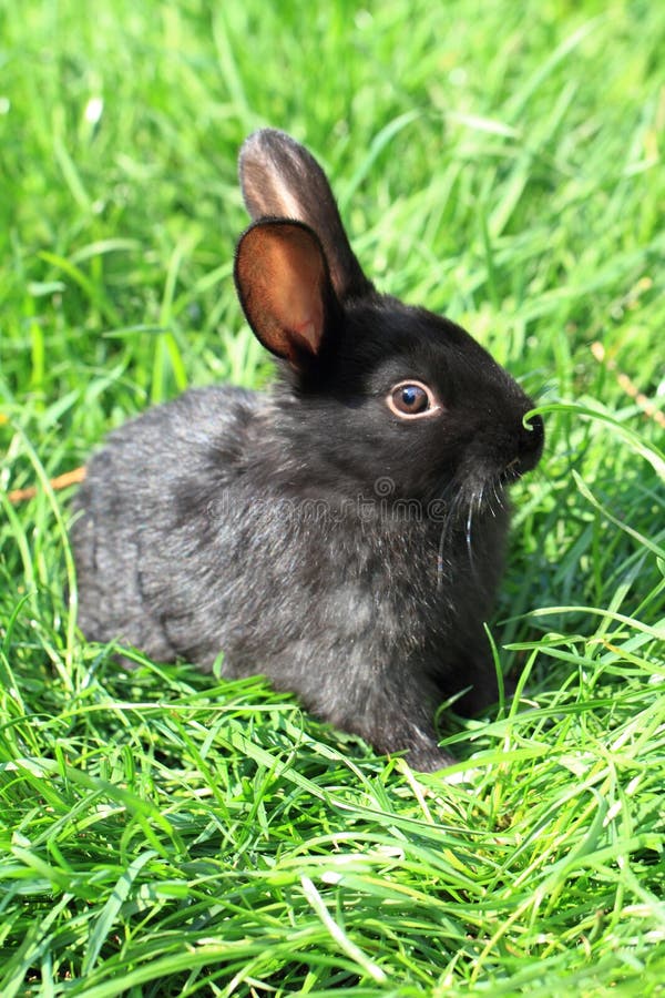 Black rabbit in grass stock image. Image of animal, nature - 58117459