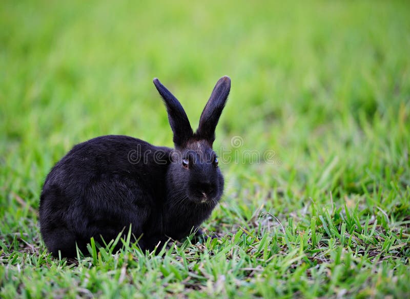 Small Black Rabbit stock photo. Image of flower, nature - 24979396