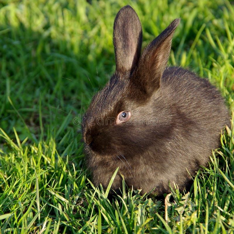 Black rabbit on the grass stock image. Image of easter - 86535199