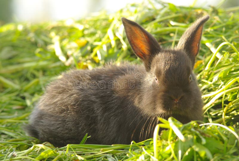 Black Rabbit on Green Grass Stock Photo - Image of adorable, fauna ...