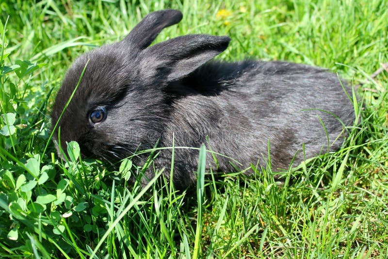 Black Rabbit in Green Grass Stock Image - Image of fluffy, diet: 70924017