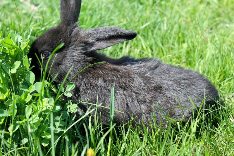 Black Rabbit in Green Grass Stock Photo - Image of green, fauna: 93110532