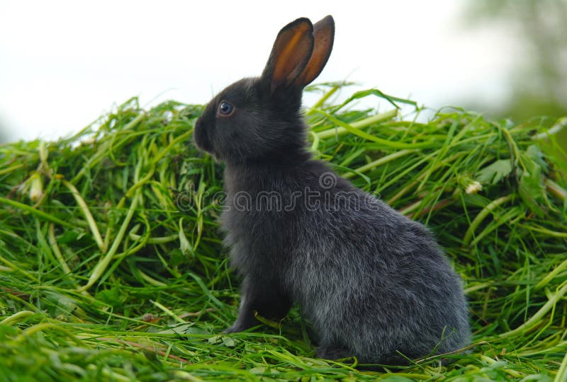Black Rabbit on Green Grass Stock Image - Image of easter, green: 101149673