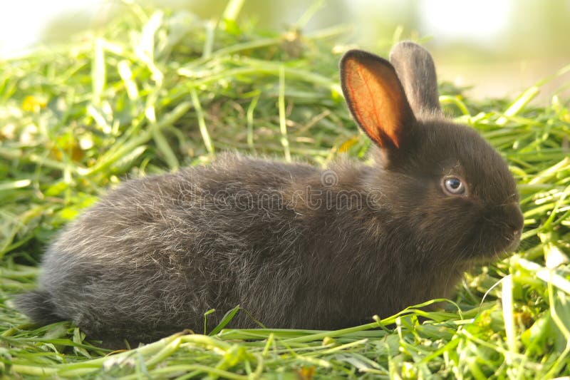 Black Rabbit on Green Grass Stock Photo - Image of brown, leaf: 123066608