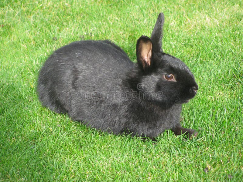 159 Rabbit Lying Down Grass Stock Photos - Free & Royalty-Free Stock ...