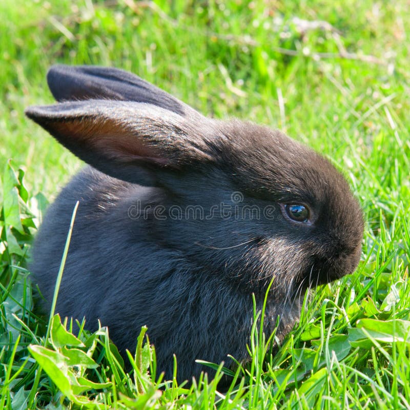 Black rabbit on green lawn stock photo. Image of young - 274511150