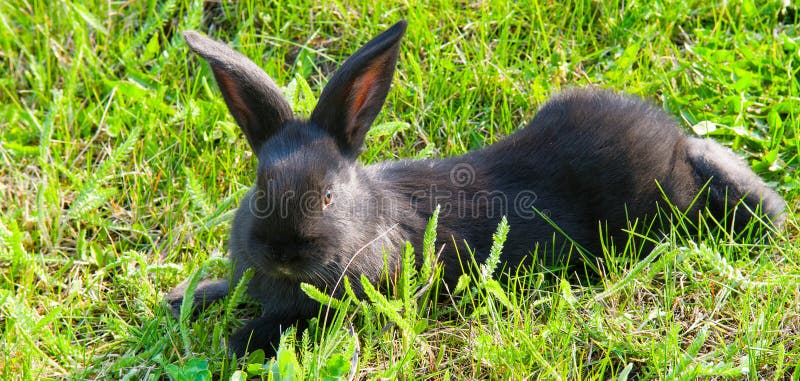 Black Rabbit on a Green Lawn. Wide Photo Stock Image - Image of baby ...