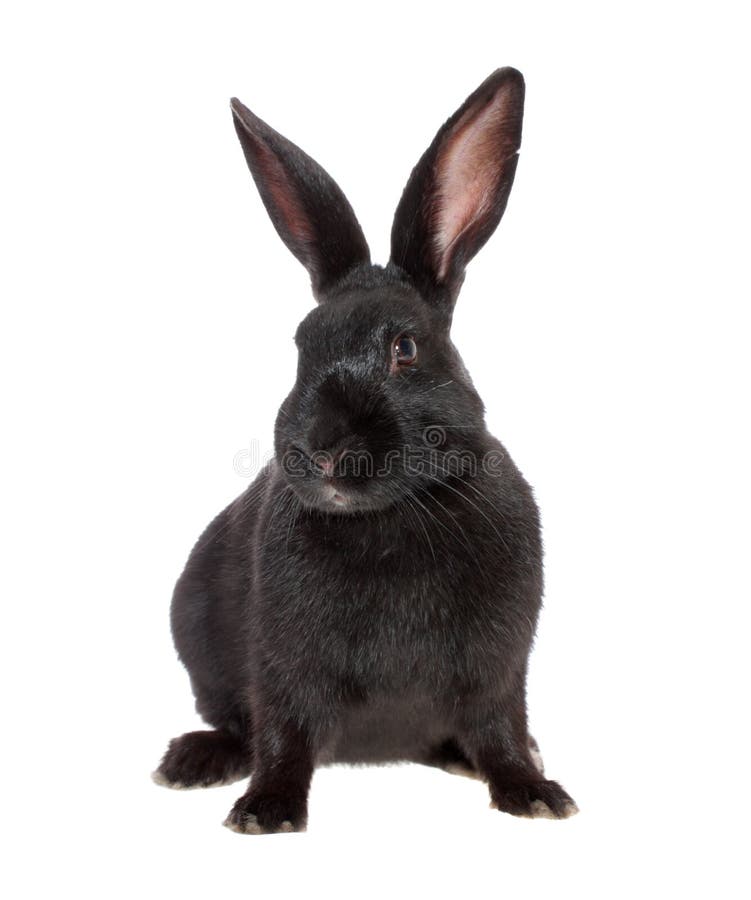 Black rabbit stock photo. Image of blond, funny, gorgeous - 50094834