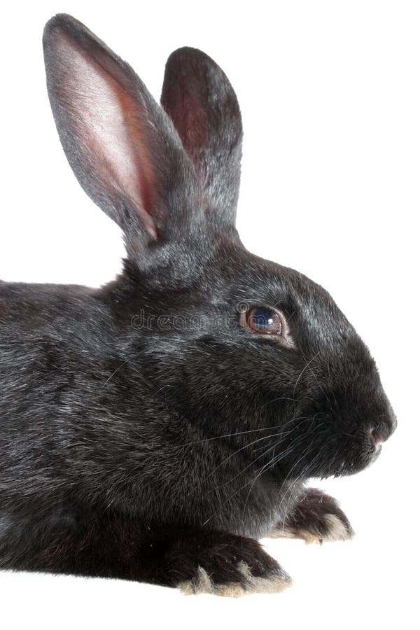 Black rabbit, isolated. stock image. Image of mammal - 12896165