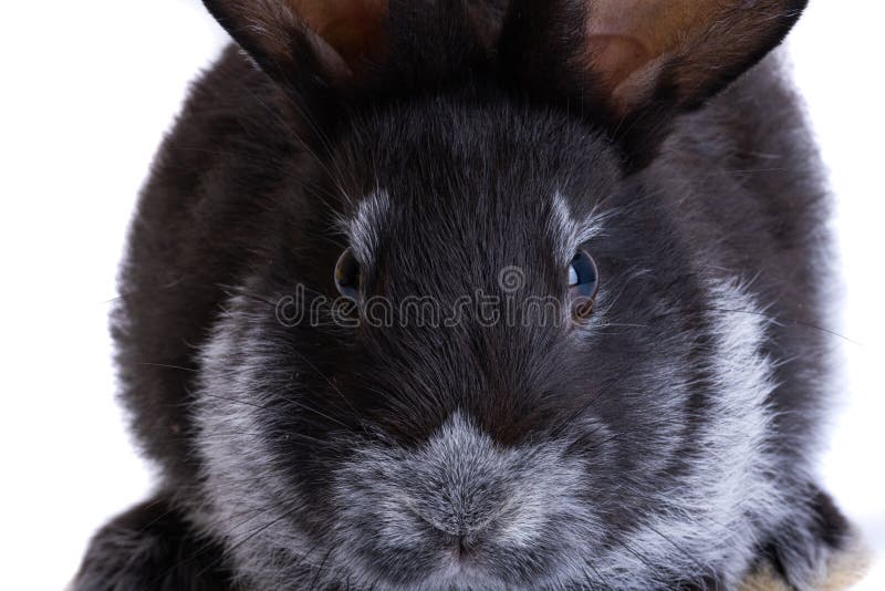Black rabbit isolated stock photo. Image of isolated - 257239746