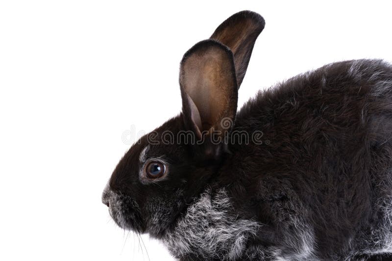Black rabbit isolated stock photo. Image of rodent, traditional - 257239668