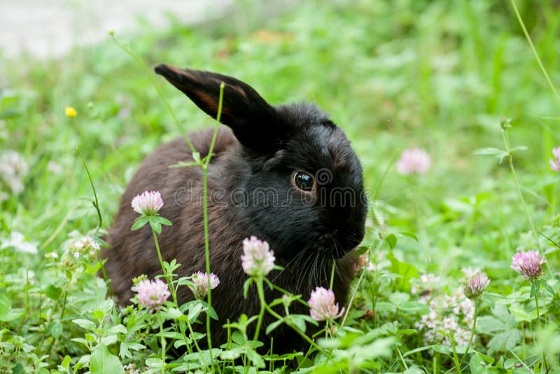 Black rabbit stock photo. Image of cony, animal, clover - 38919374