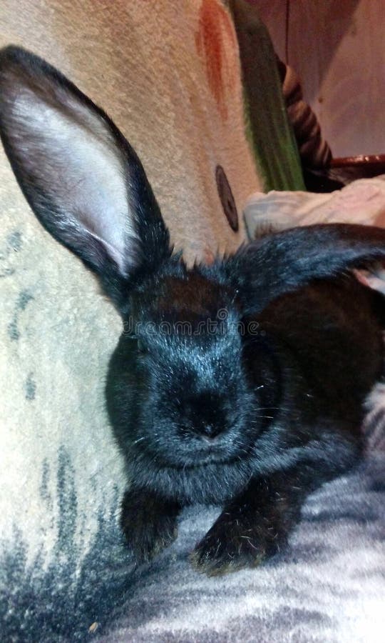 A Black Rabbit with Long Ears. Stock Image - Image of cartoon, soft ...