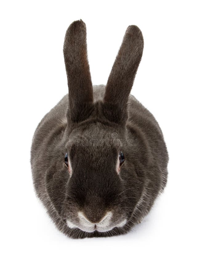 Black Rabbit Looking Forward Stock Photo - Image of isolated, studio ...