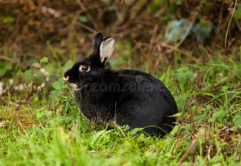Black Rabbit stock photo. Image of mammal, rabbit, wood - 81166622