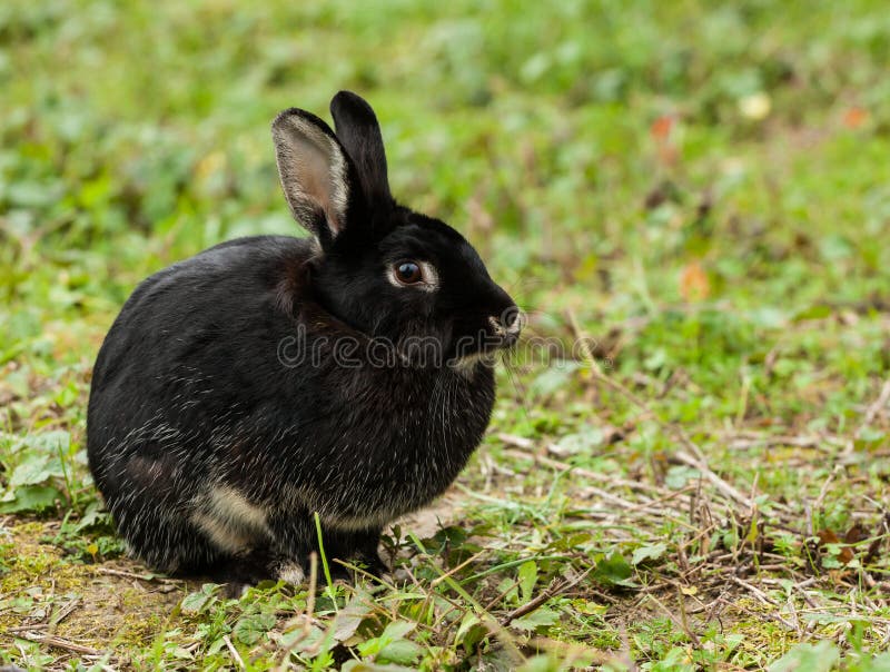 Black Rabbit stock photo. Image of captivity, outdoor - 81174016