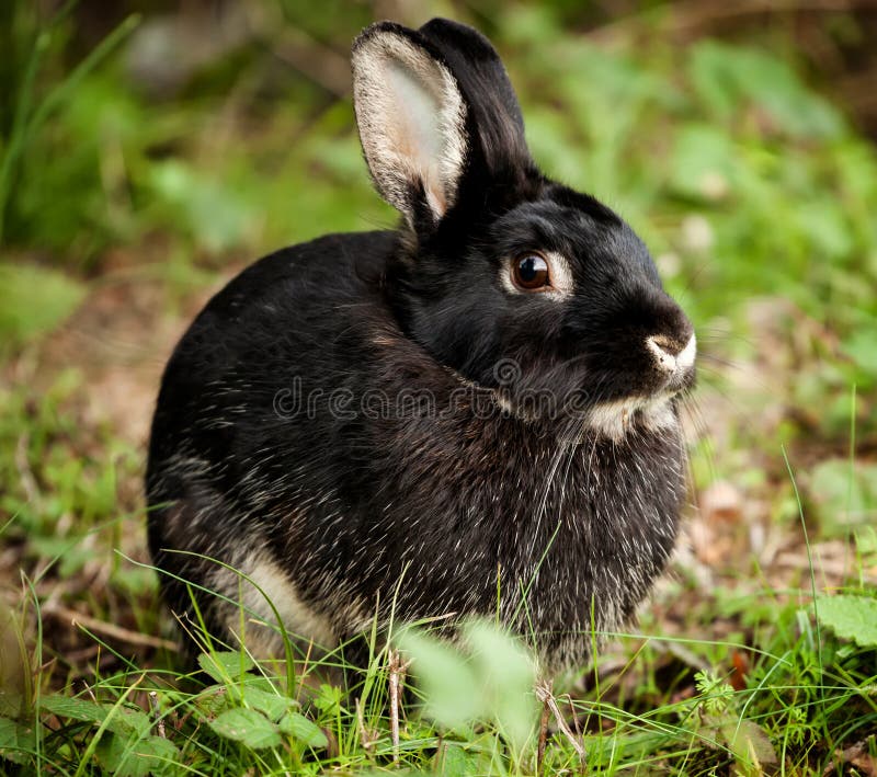 Black Rabbit stock image. Image of animal, black, soft - 81174071