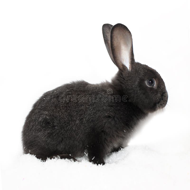 Black rabbit stock photo. Image of ears, nature, black - 48711928