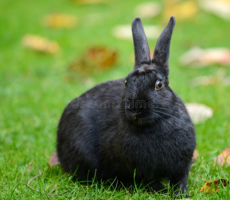 Black rabbit portrait stock image. Image of black, small - 147129441