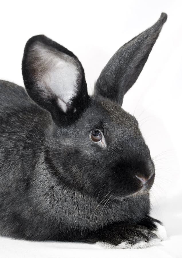 Black rabbit portrait stock photo. Image of look, animal - 23750594