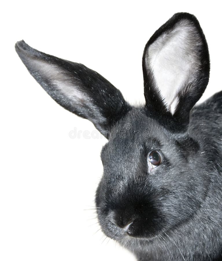 Black rabbit portrait stock photo. Image of vertebrate - 4521422