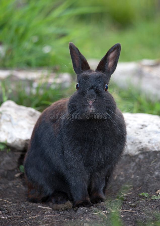 Black Rabbit stock photo. Image of farm, rocks, grass - 51392730