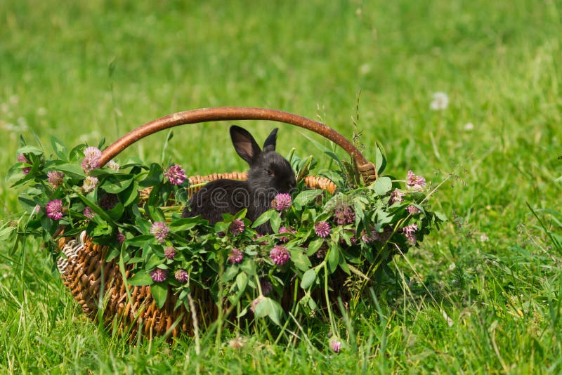 Black Rabbit Sitting in the Basket Stock Image - Image of vitamins ...