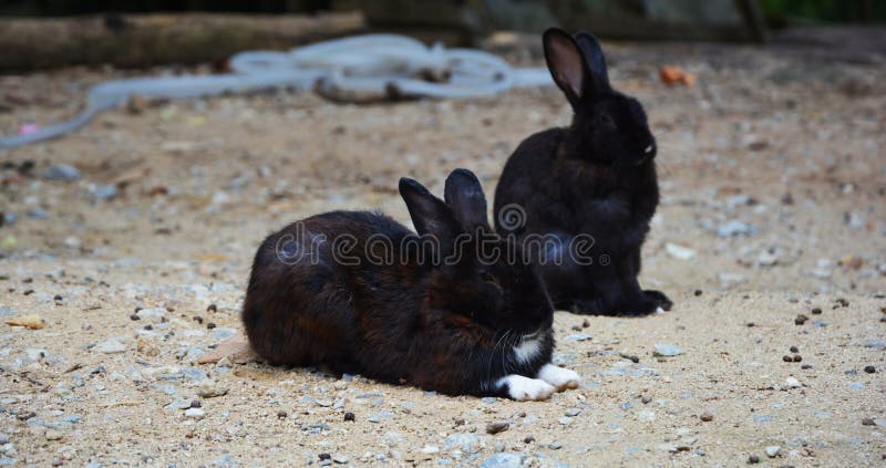 2 Black Rabbit stock image. Image of agriculture, ears - 43992729