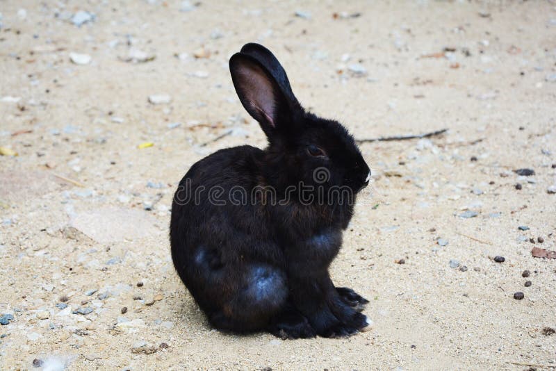 Black Rabbit stock image. Image of black, mammals, brown - 43992815