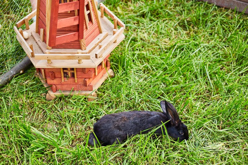 A Black Rabbit is Sitting in the Grass. Agricultural Exhibition Stock ...