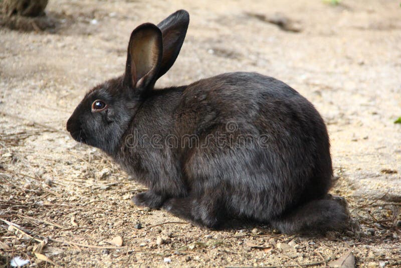 Black Rabbit stock image. Image of rabbit, animal, outside - 57516453