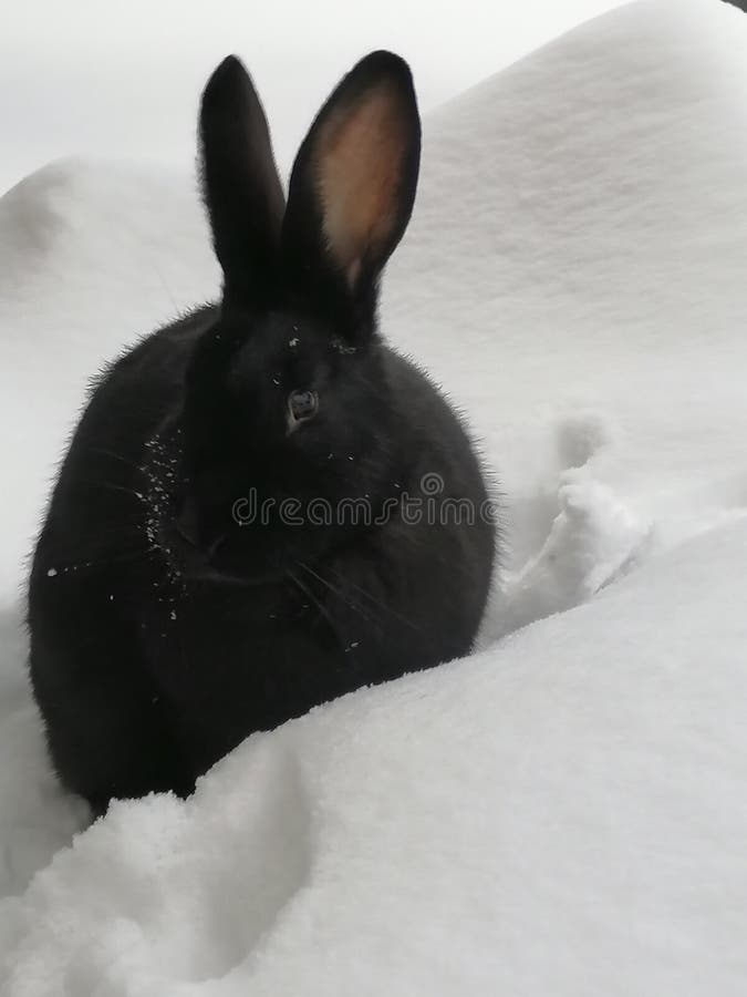 Black rabbit in the snow stock image. Image of winter - 238455925