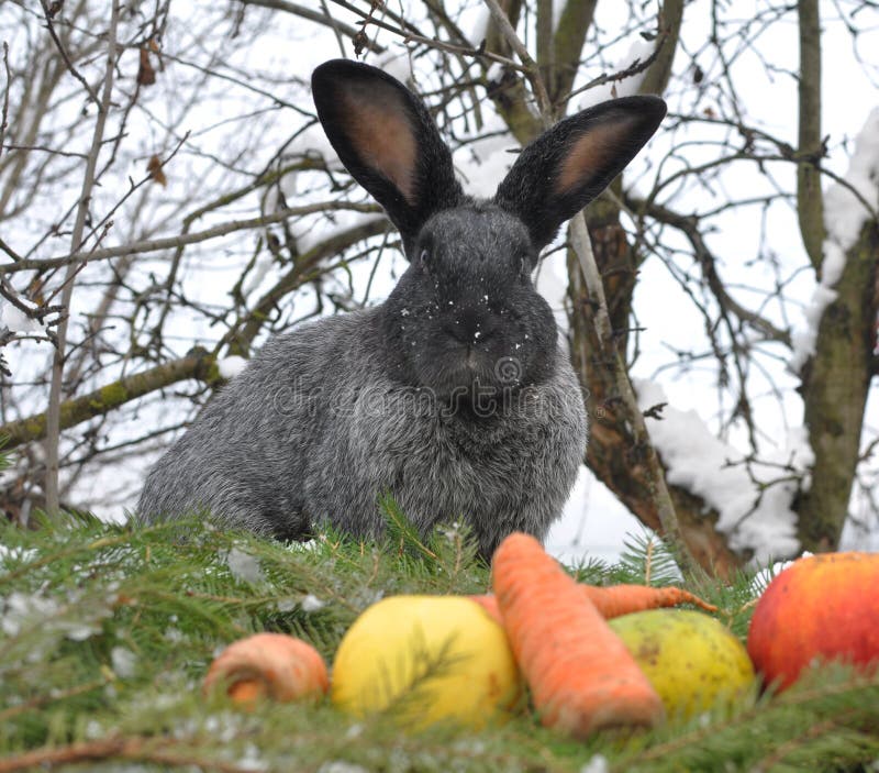 A Black Rabbit is a Symbol of the New Year 2023 Stock Image - Image of ...