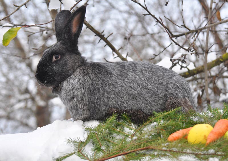 A Black Rabbit is a Symbol of the New Year 2023 Stock Photo - Image of ...