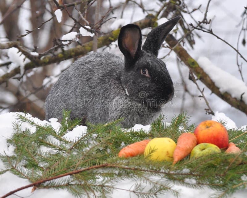 A Black Rabbit is a Symbol of the New Year 2023 Stock Photo - Image of ...