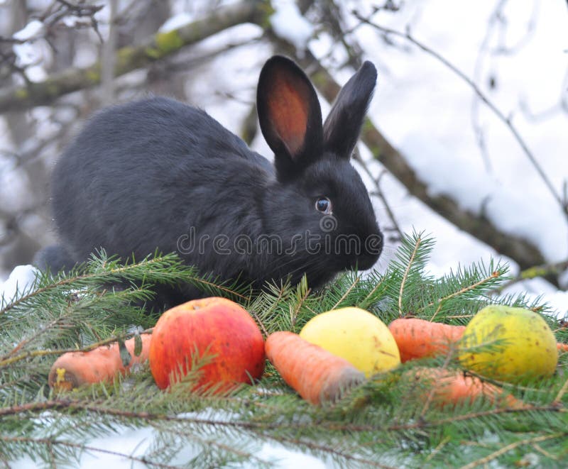 A Black Rabbit is a Symbol of the New Year 2023 Stock Photo - Image of ...