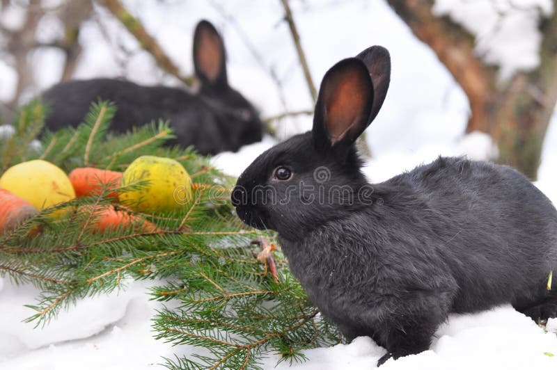 A Black Rabbit is a Symbol of the New Year 2023 Stock Photo - Image of ...