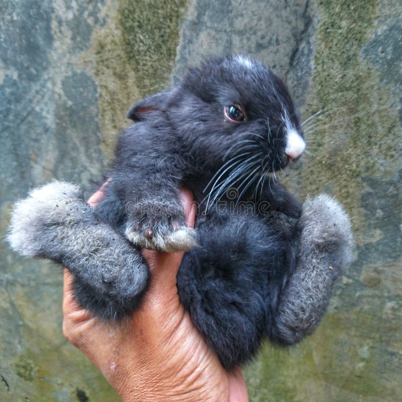 Black rabbit. 2 weeks old stock photo. Image of bear - 202678516