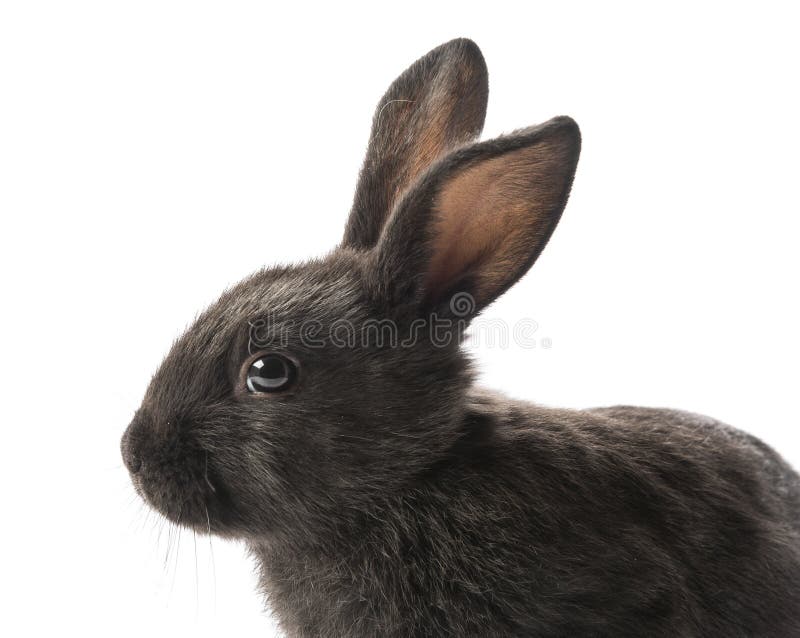 Black rabbit stock photo. Image of rodent, isolation - 94507254