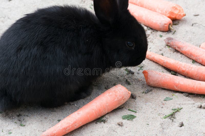 Black Rabbits with a Carrot Stock Photo - Image of rodent, rabbits ...