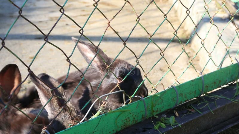 Black rabbits eating grass stock footage. Video of feed - 44309550