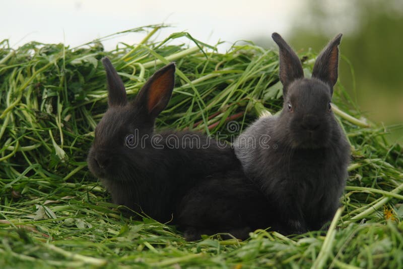 Black Rabbits on Green Grass Stock Photo - Image of horizontal, grass ...
