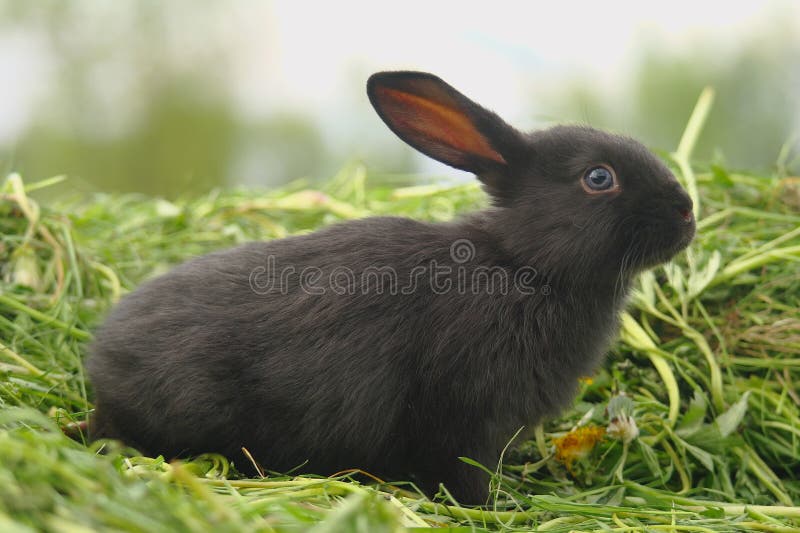 Black Baby Bunny