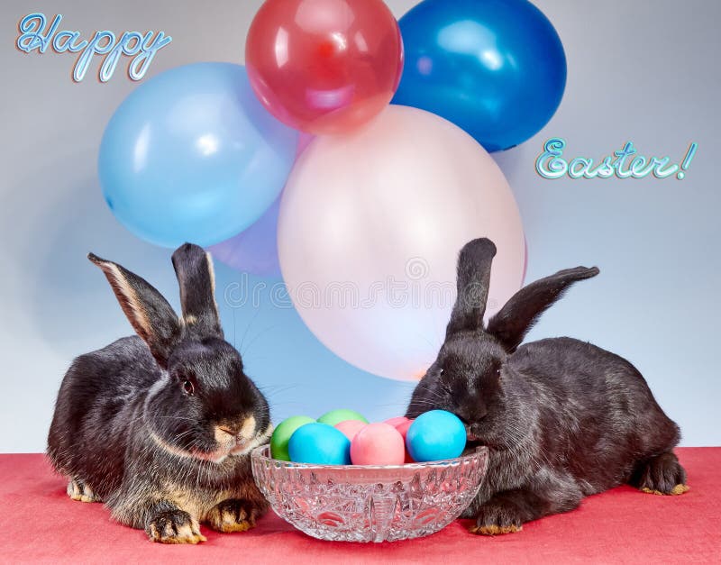 Black Rabbits Lie Against Background Balloons Stock Photos - Free ...