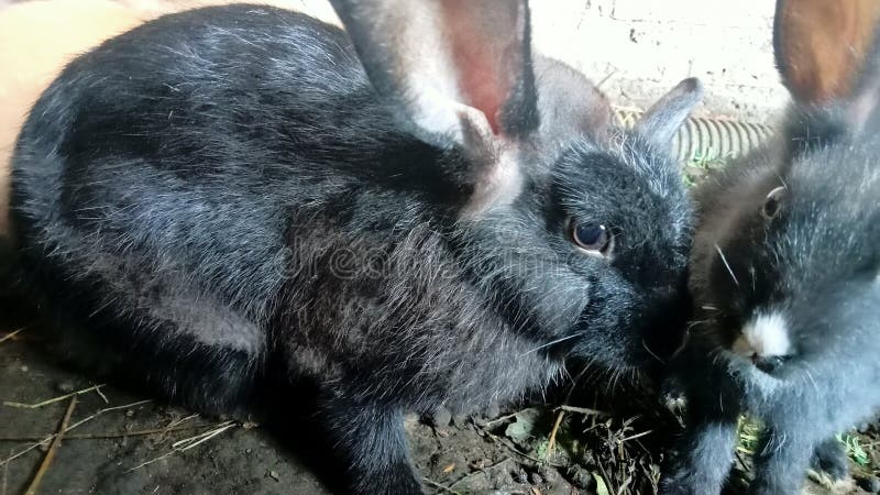 Black rabbits making out stock photo. Image of black - 348320416