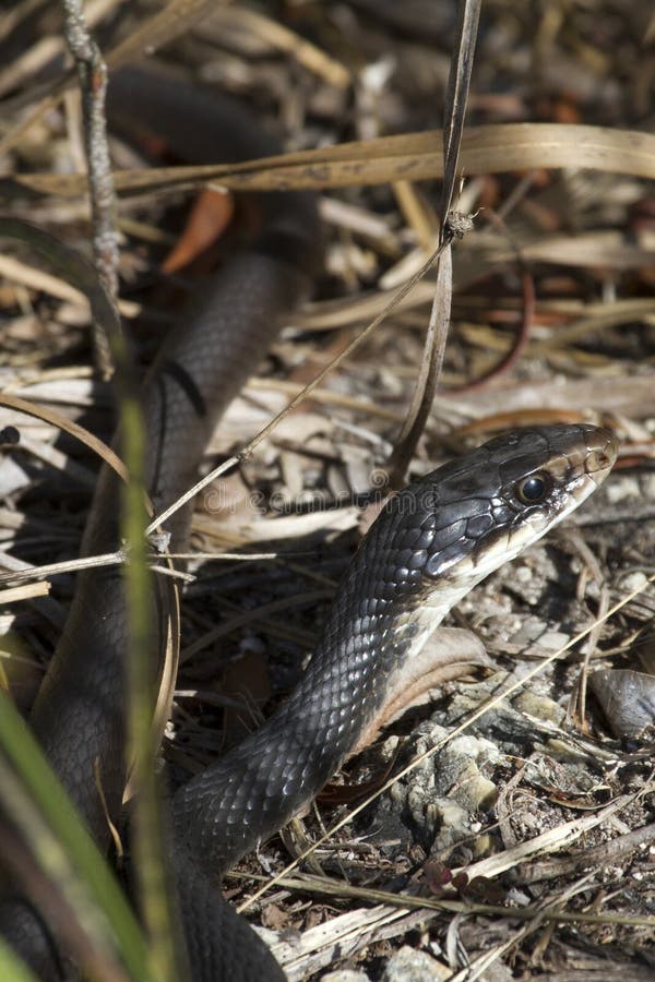 Black Racer stock photo. Image of snake, wildlife, dangerous - 25455876